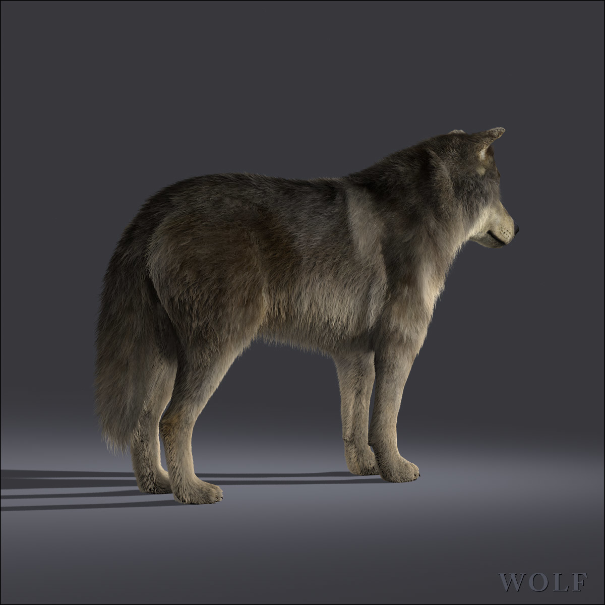 3d wolves v2 wolf model