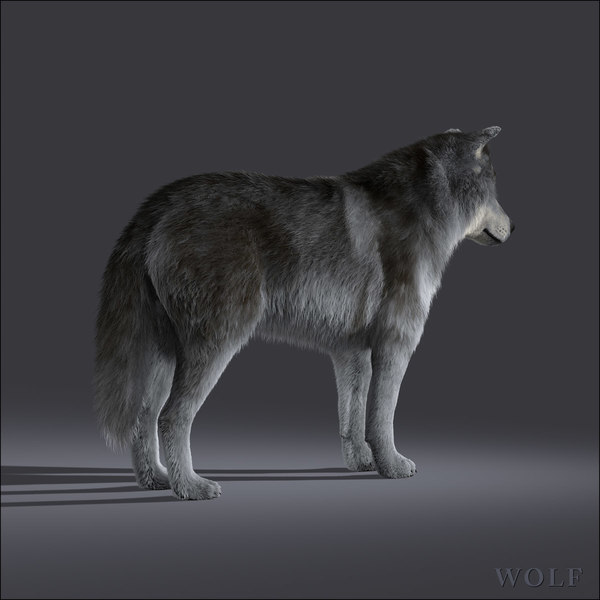 3d wolves v2 wolf model