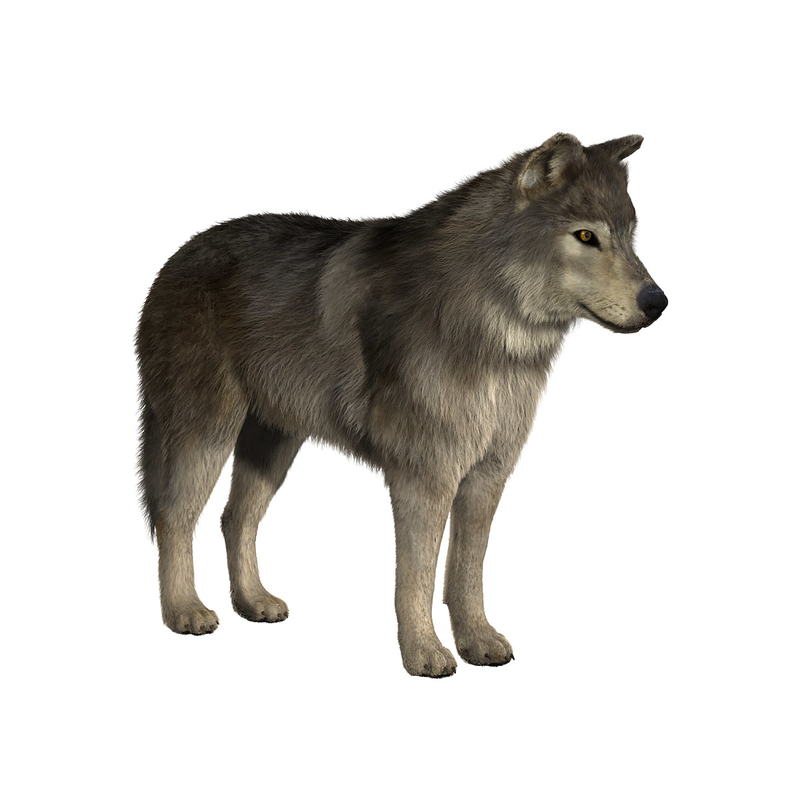 3d wolves v2 wolf model