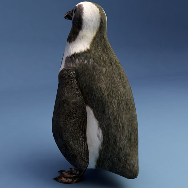 penguin modelled 3d model