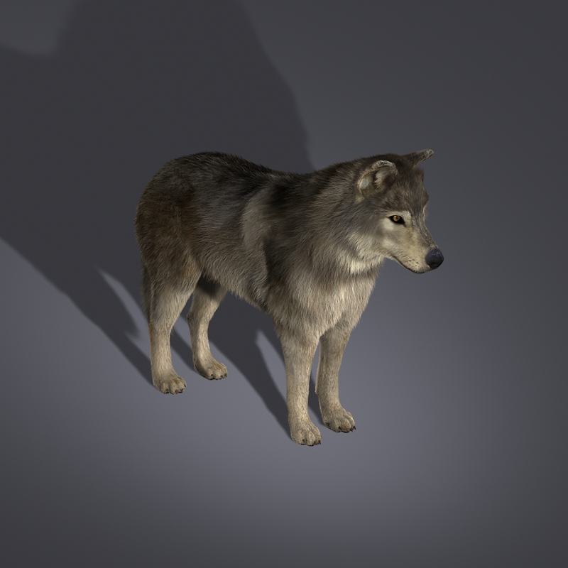 3d wolves v2 wolf model