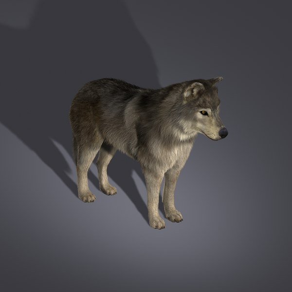 3d wolves v2 wolf model