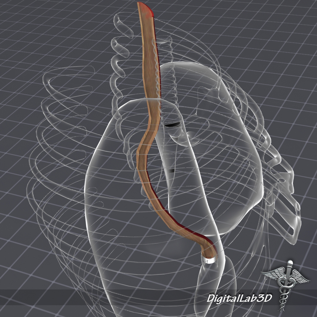 human esophagus 3d model