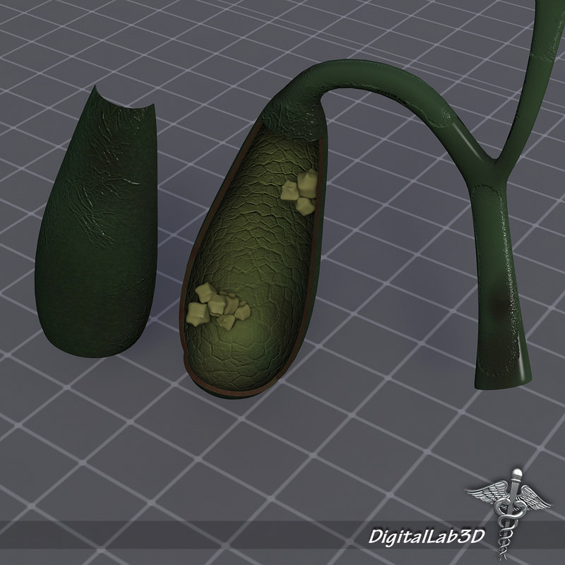 3d model gall bladder anatomy