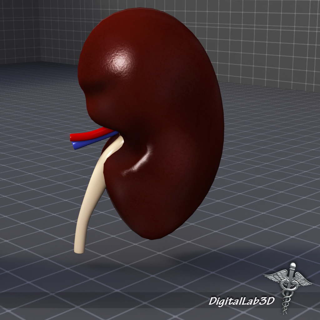 human kidney 3d model