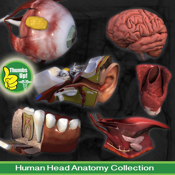 anatomy head 3d model