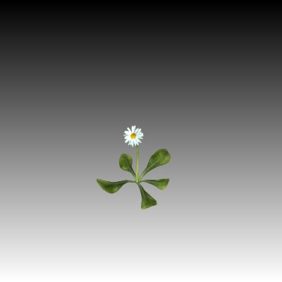daisy plant flower 3d model