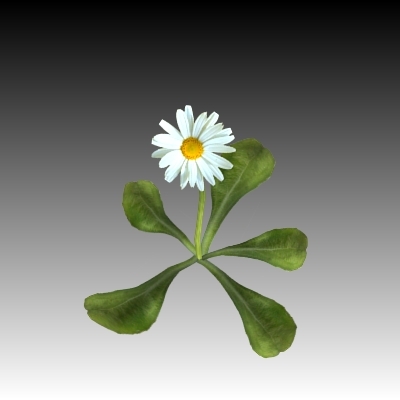 daisy plant flower 3d model