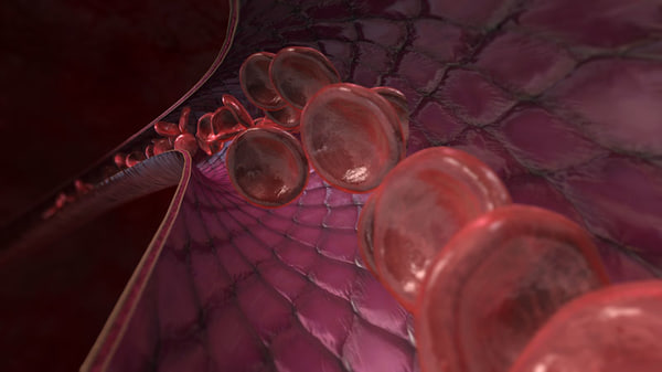 blood vessel flowing cells 3d model