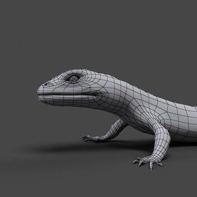 3d lizard reptiles