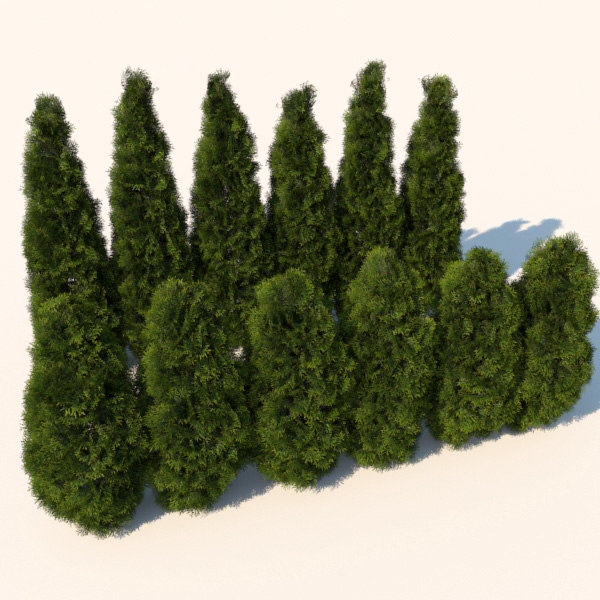 Nature Excelsa-Cedar 3ds Max Models for Download | TurboSquid