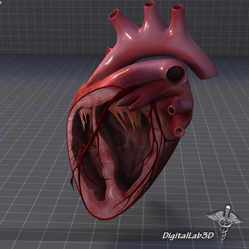 modelo 3d Anatomia del corazon - TurboSquid 690549