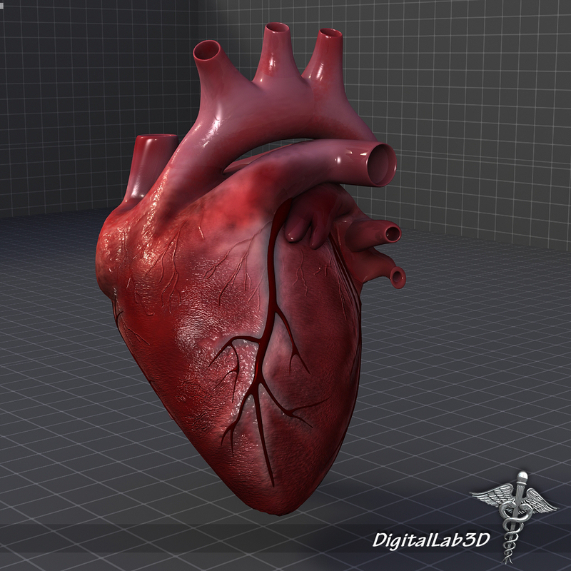 modelo 3d Anatomia del corazon - TurboSquid 690549