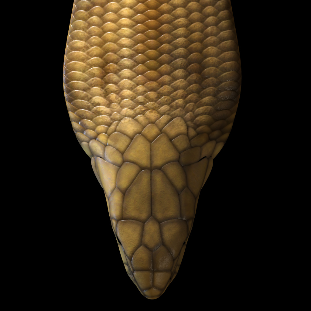 king cobra snake scale 3d model