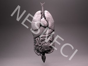 Human pancreas 3D model - TurboSquid 1521120