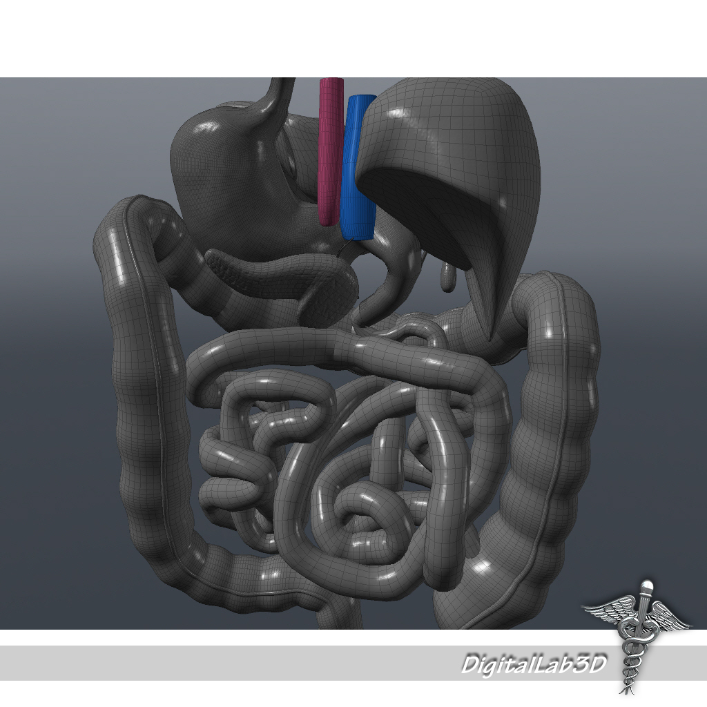 digestive systems organism 3d model