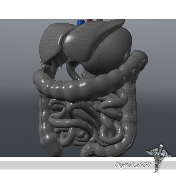 digestive systems organism 3d model