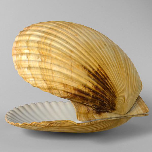 marine scallop pecten shell 3d model
