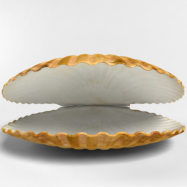 marine scallop pecten shell 3d model