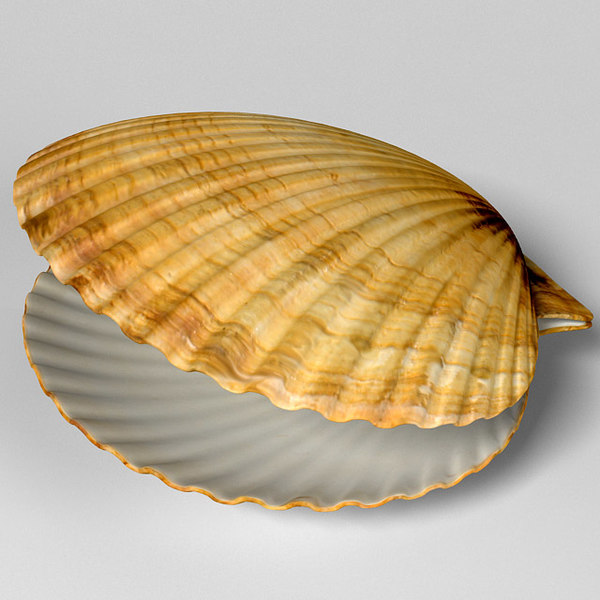 marine scallop pecten shell 3d model