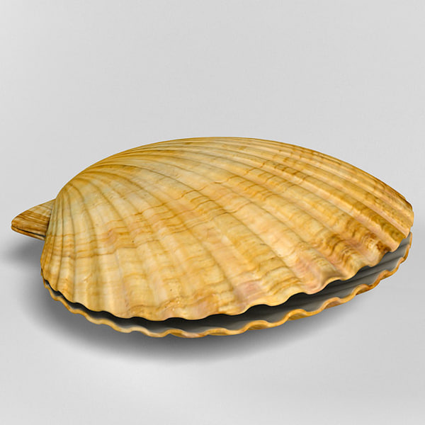 marine scallop pecten shell 3d model