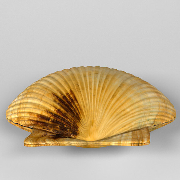 marine scallop pecten shell 3d model