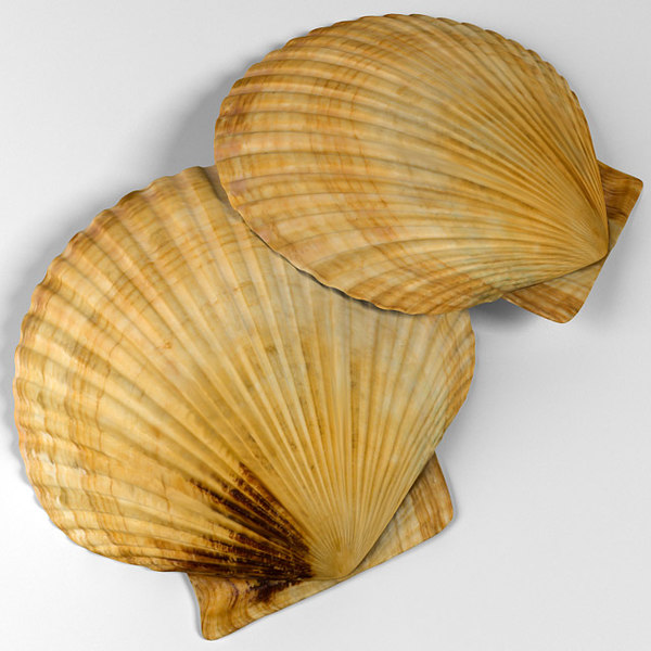 marine scallop pecten shell 3d model