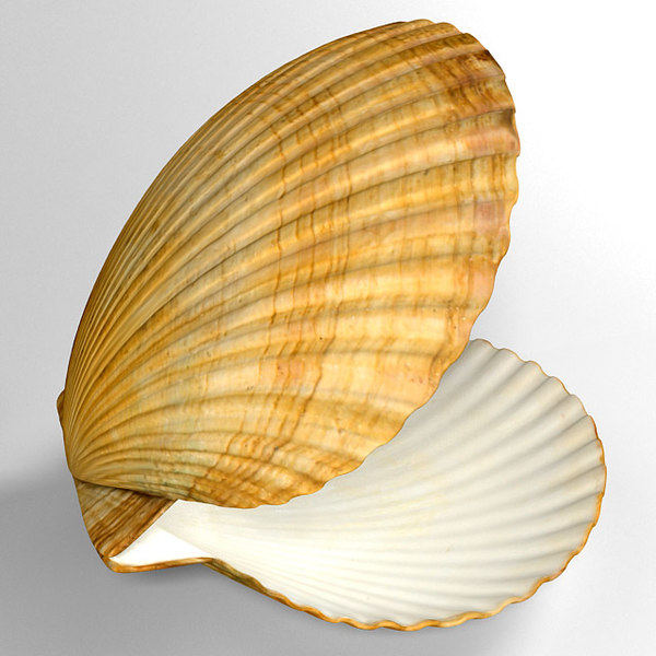 marine scallop pecten shell 3d model