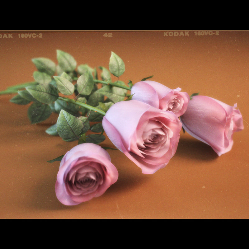 realistic roses 3d model
