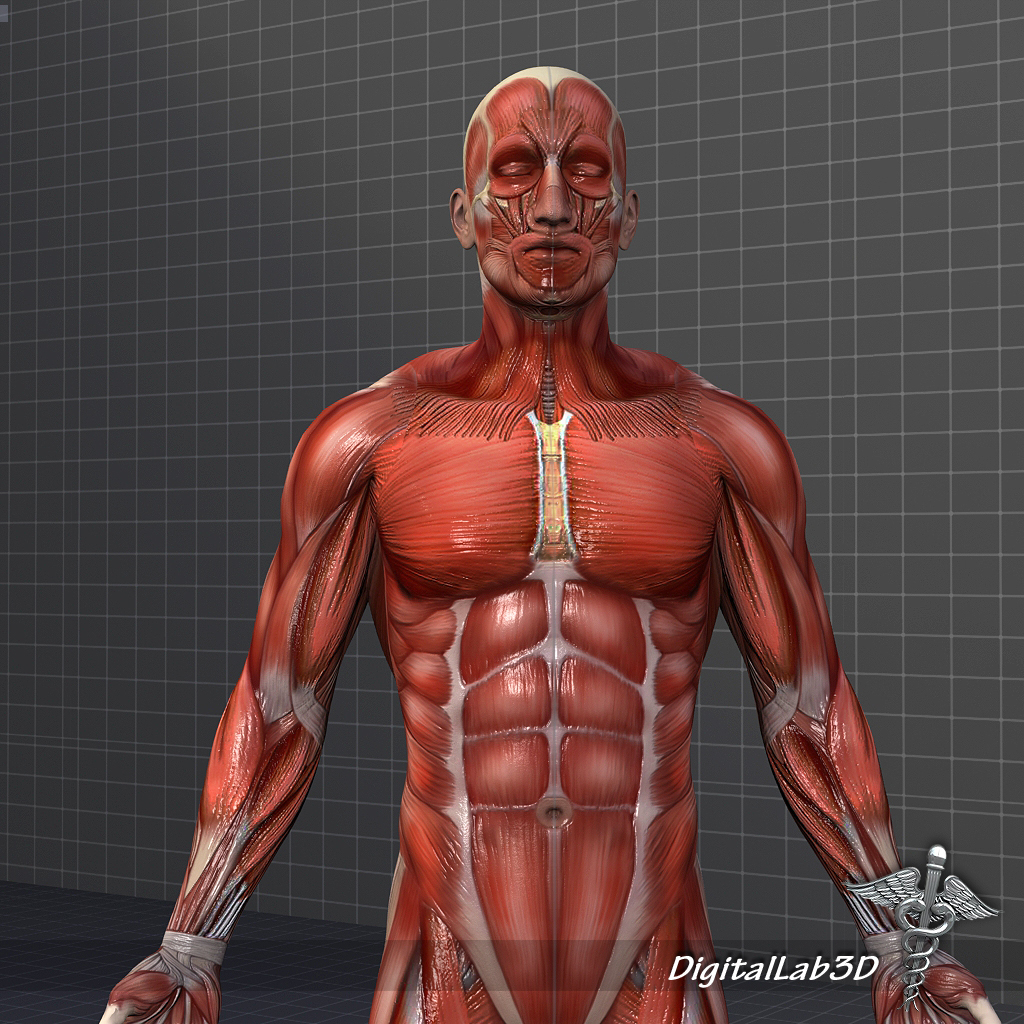 human male muscular 3d model