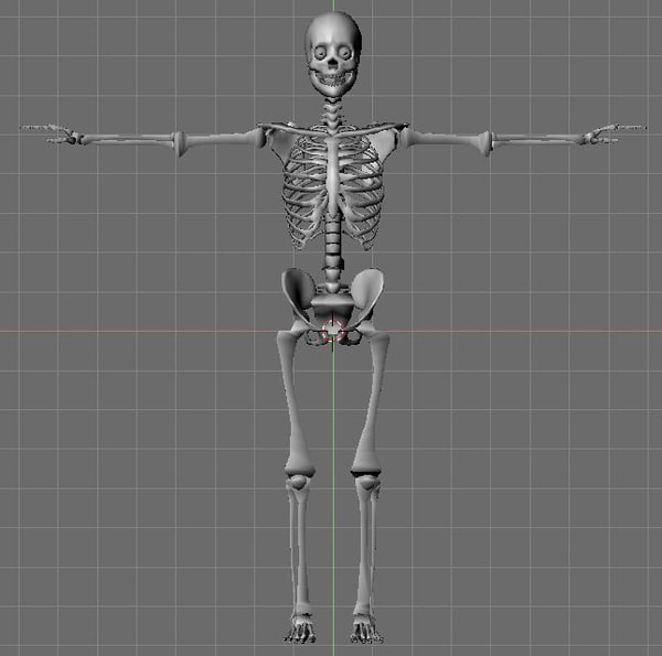 skeleton 3d model