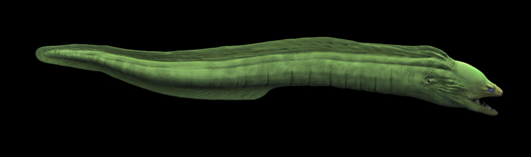 moray eel 3d model