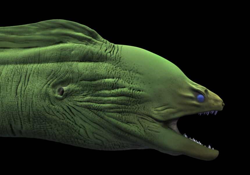 moray eel 3d model