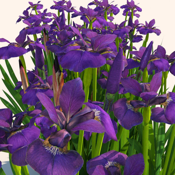 iris plants flowers 3d model
