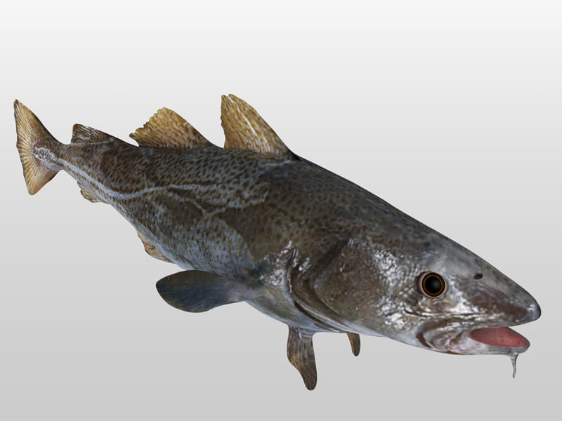 atlantic cod 3d c4d