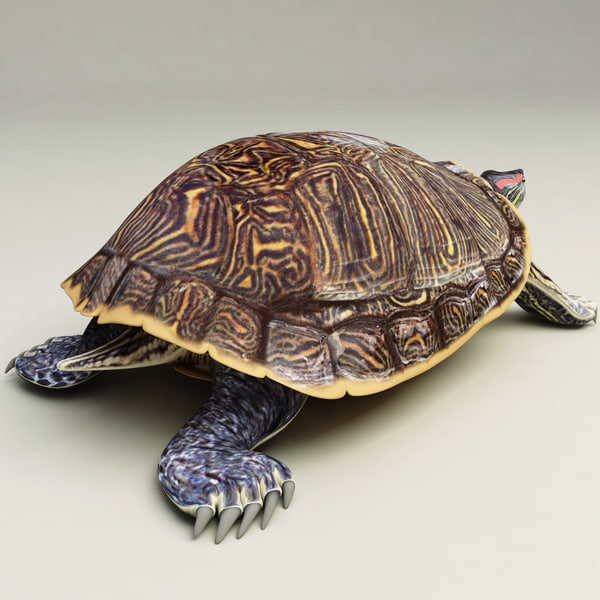 turtle red-eared slider static 3d max