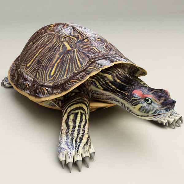 turtle red-eared slider static 3d max