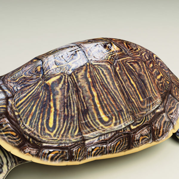 turtle red-eared slider static 3d max