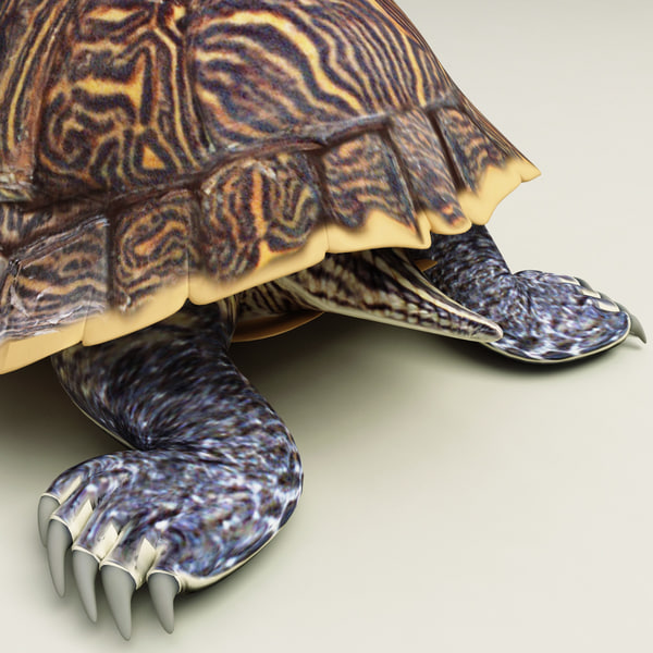 turtle red-eared slider static 3d max