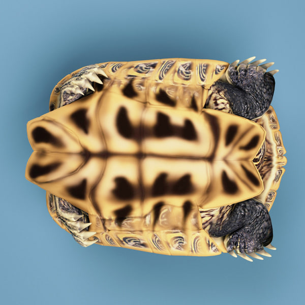 turtle red-eared slider static 3d max