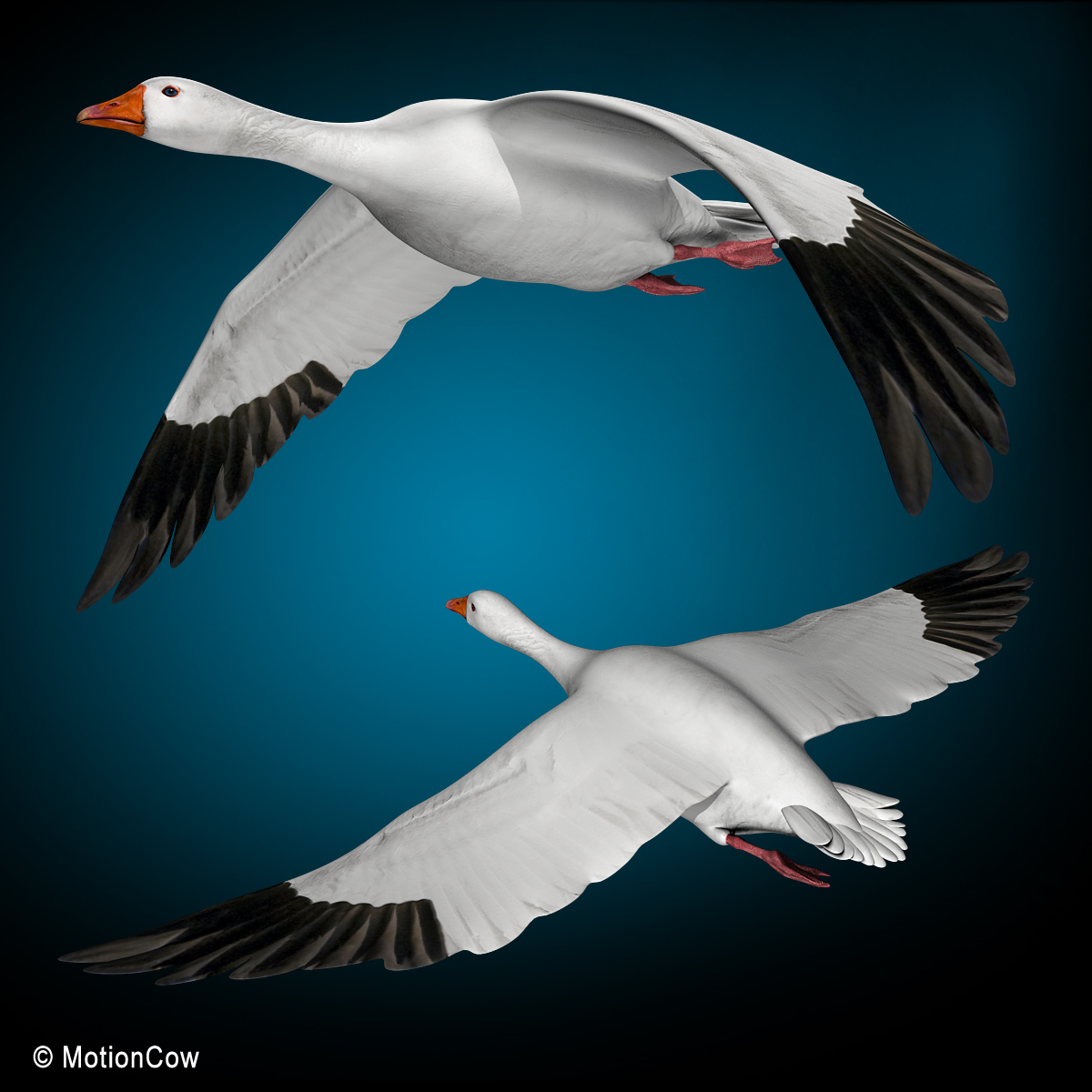 flying goose 3d model