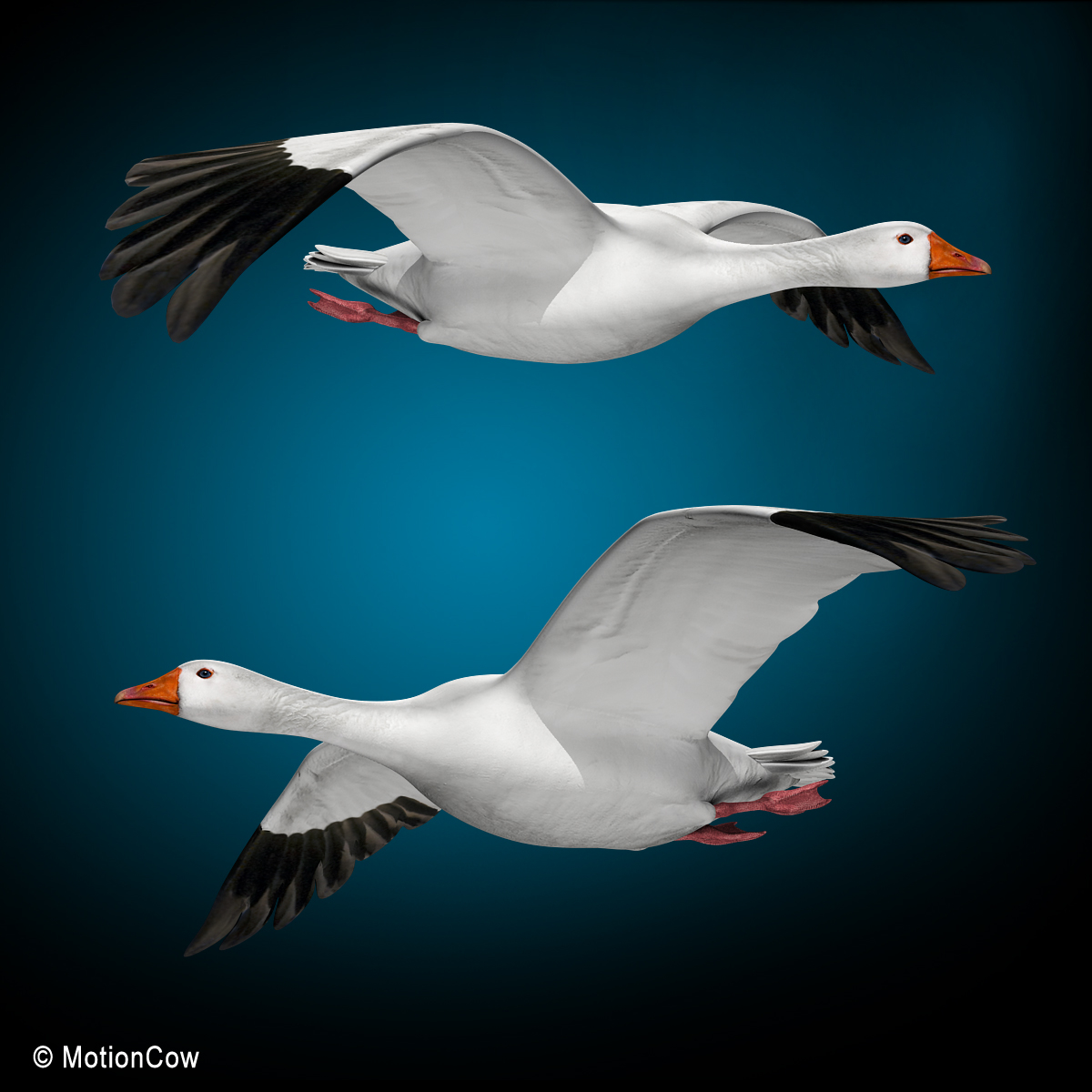 flying goose 3d model