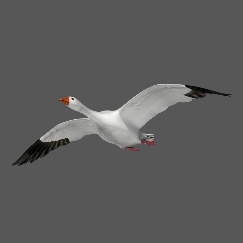 flying goose 3d model