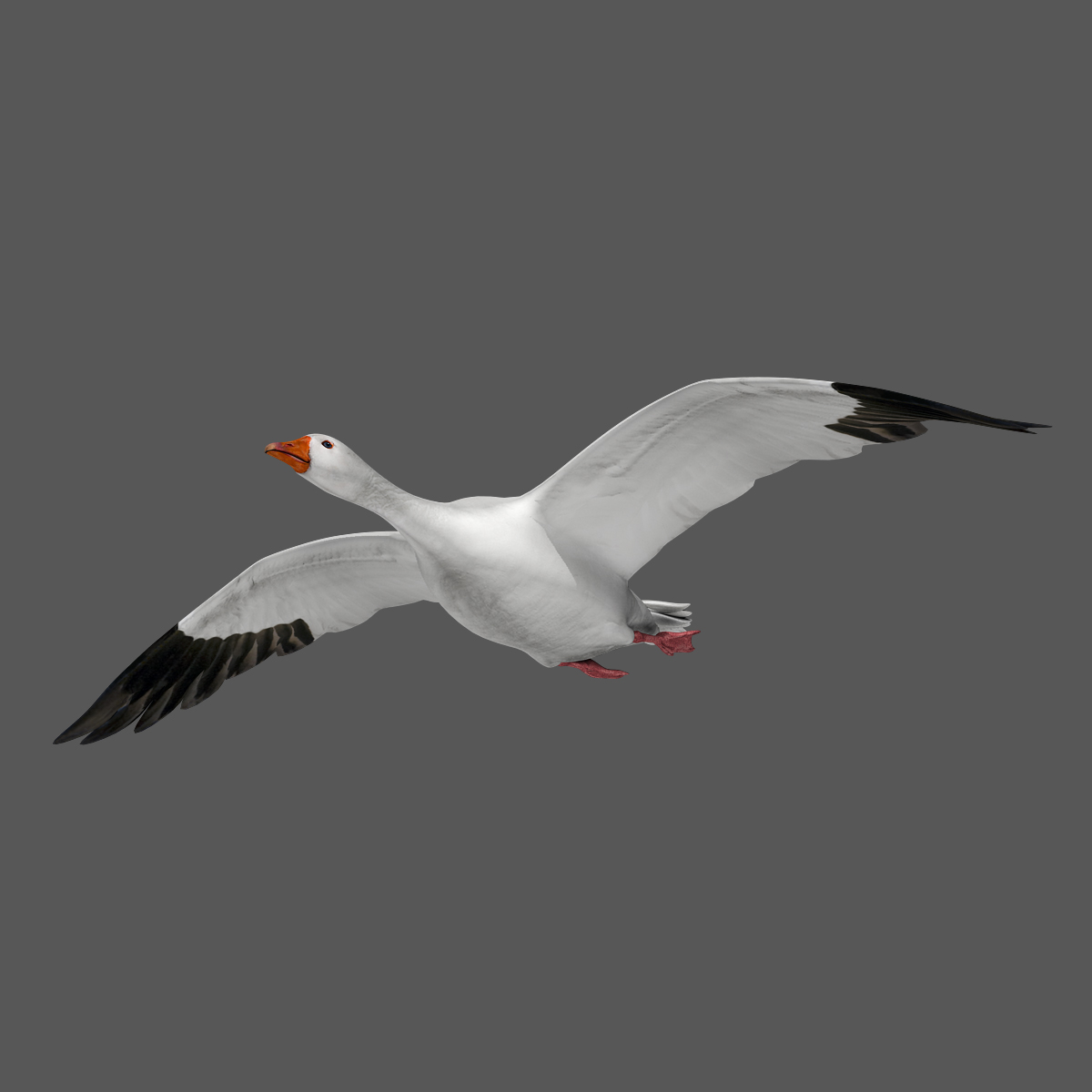flying goose 3d model
