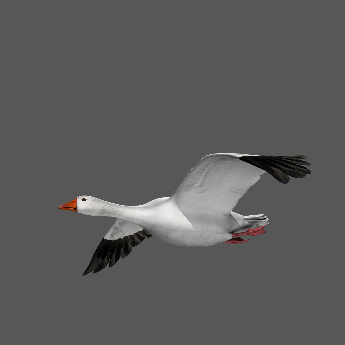 flying goose 3d model