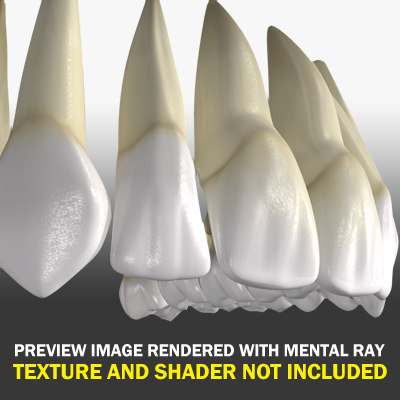 superior human teeth 3d model