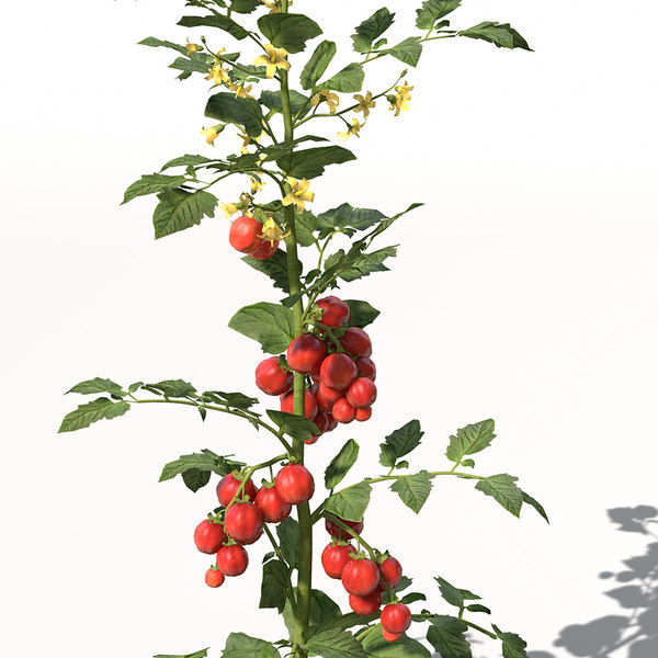 tomato plant 3d model