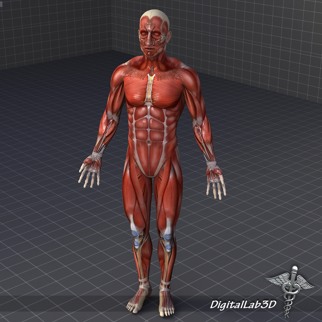 rigged human male muscular 3d model