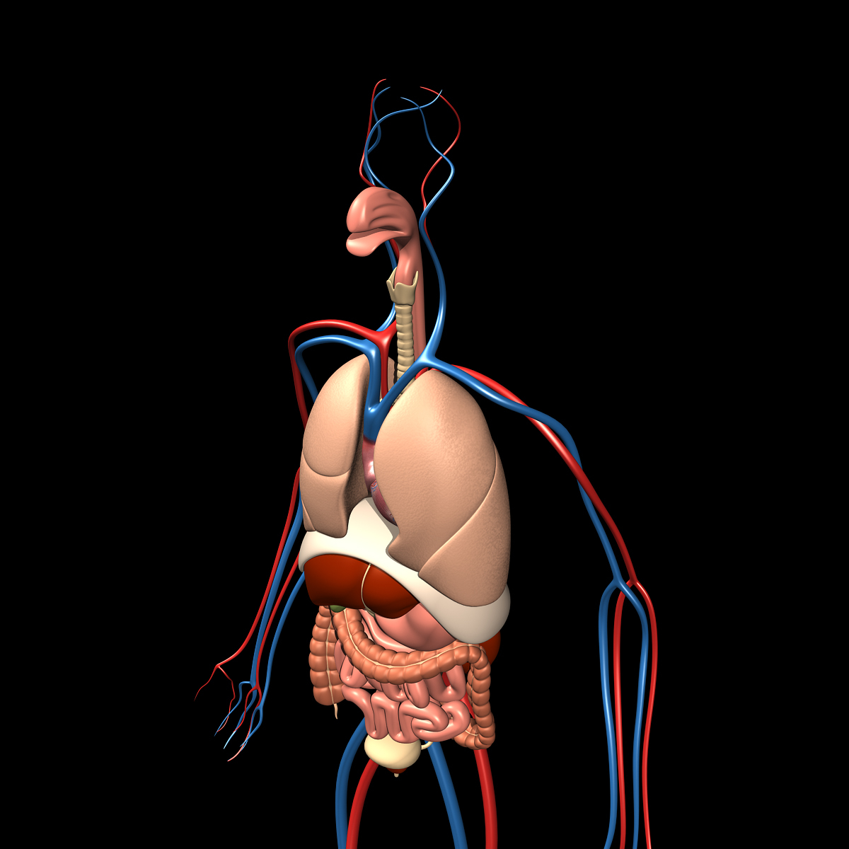 human anatomy 3d model