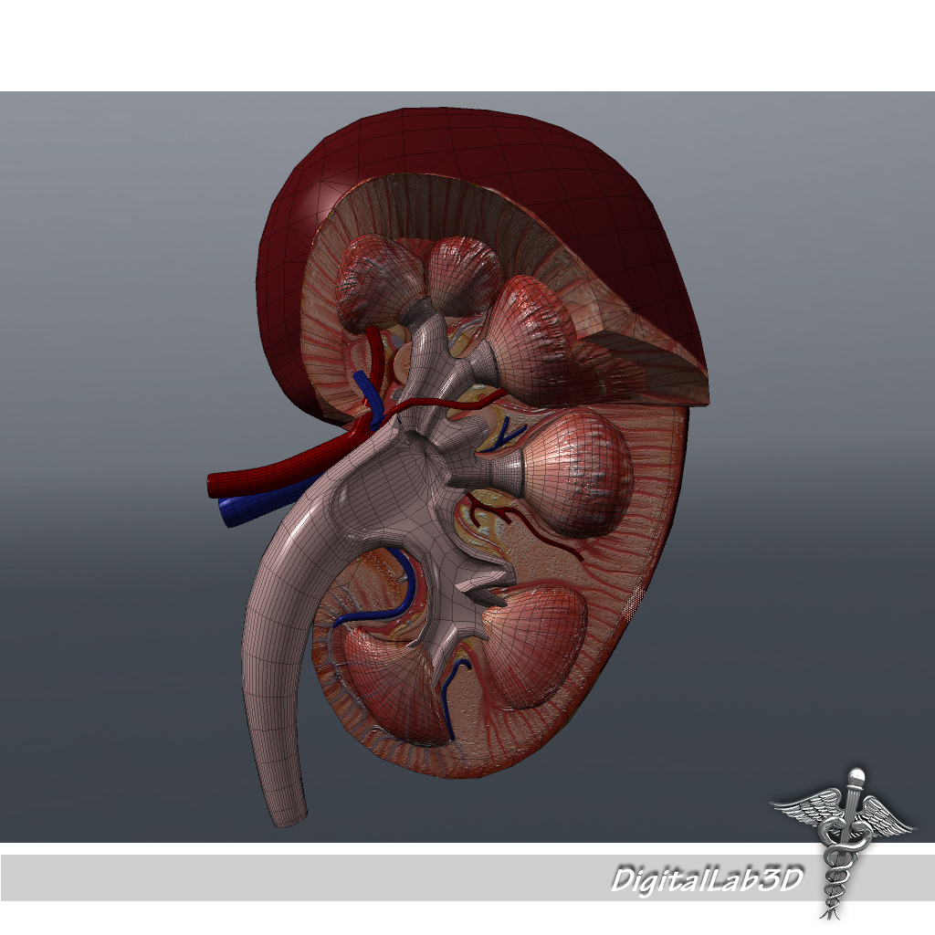 3d human kidney